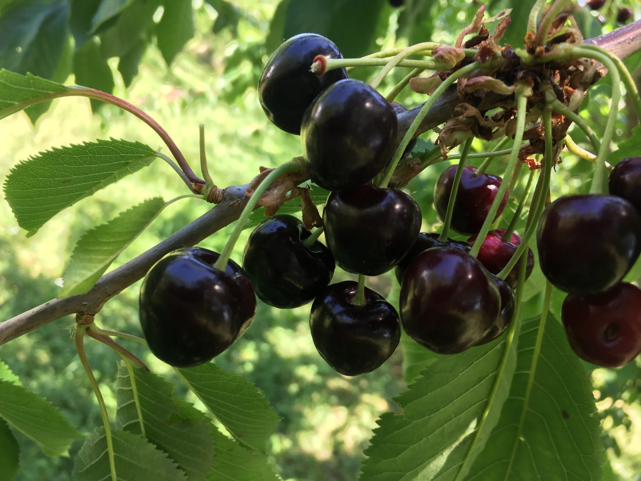 Les cerises - Association fruitière de Haguenau et environs
