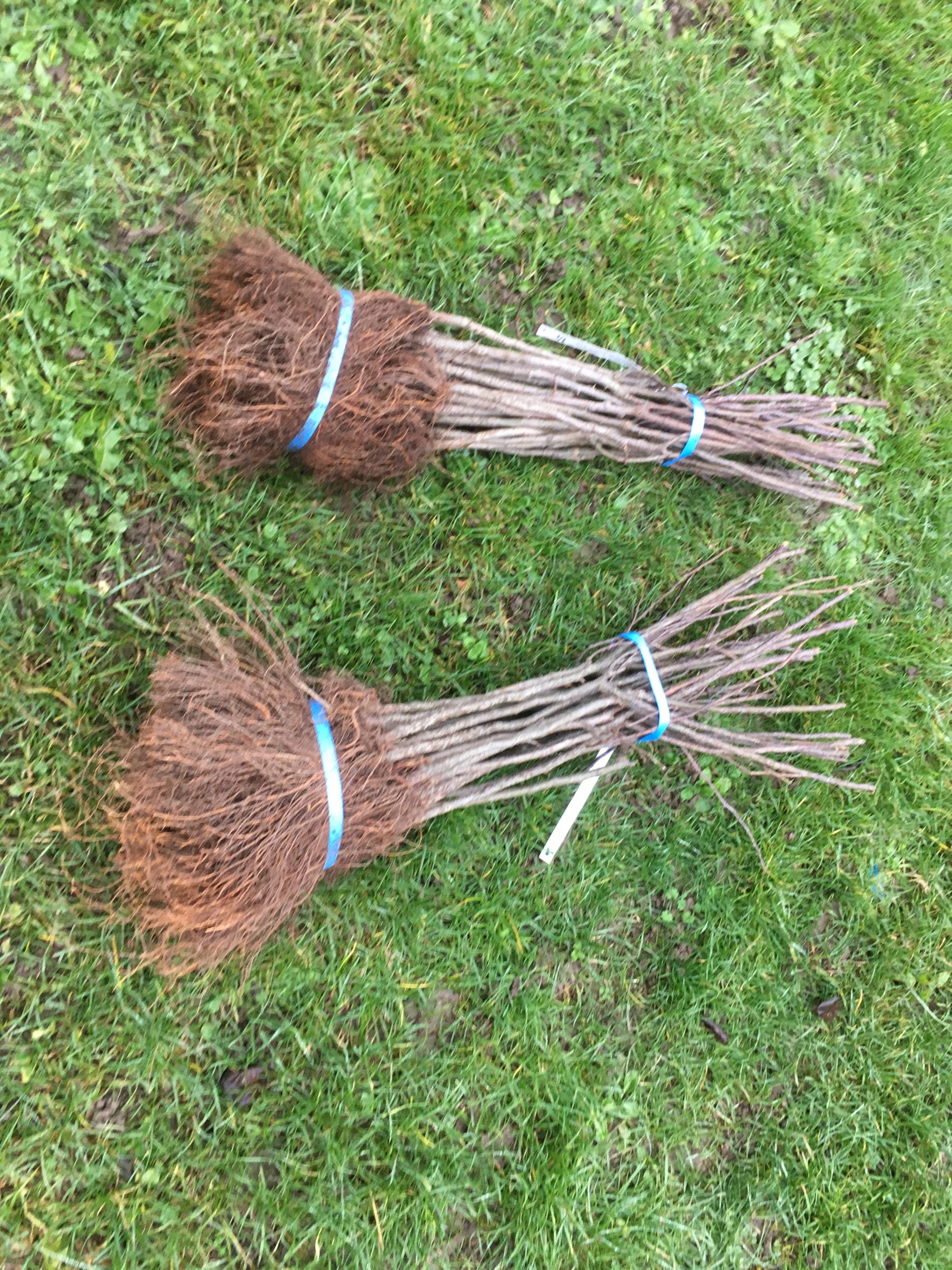 Arrivage de porte-greffes pommiers - Association fruitière de Haguenau ...