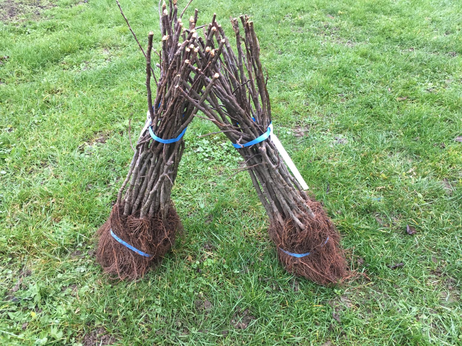 Arrivage de porte-greffes pommiers - Association fruitière de Haguenau ...